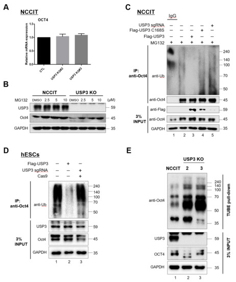 Ubiquitin-Specific Protease 3 Deubiquitinates and Stabilizes Oct4 ...