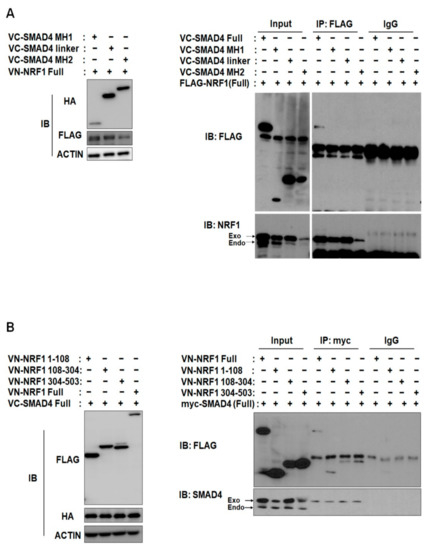 Nuclear Respiratory Factor-1, a Novel SMAD4 Binding Protein, Represses ...