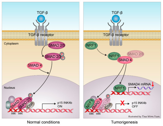 Nuclear Respiratory Factor-1, a Novel SMAD4 Binding Protein, Represses ...
