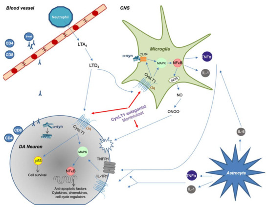 Potential Effects of Leukotriene Receptor Antagonist Montelukast in ...