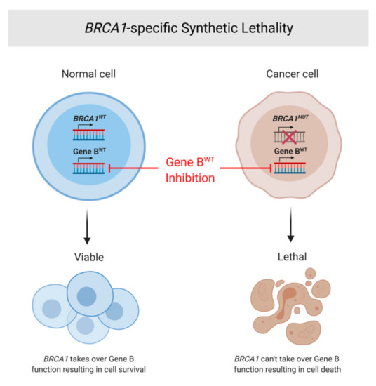 IJMS | Free Full-Text | Breast Cancer Predisposition Genes and ...