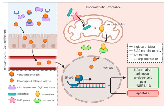 Intricate Connections between the Microbiota and Endometriosis