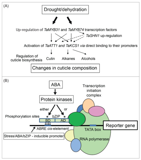 Plant Transcription Factors Involved in Drought and Associated Stresses