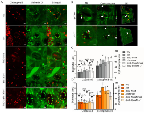Starch Granules in Arabidopsis thaliana Mesophyll and Guard Cells Show ...