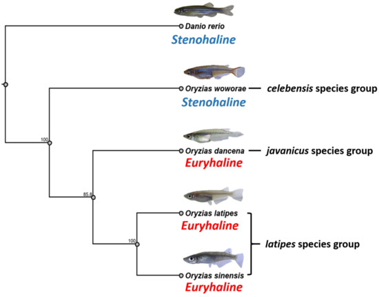 IJMS | Free Full-Text | Interspecies Behavioral Variability of Medaka ...