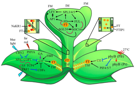 Beyond the Genetic Pathways, Flowering Regulation Complexity in ...