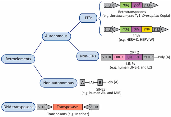 HSV-1 and Endogenous Retroviruses as Risk Factors in Demyelination