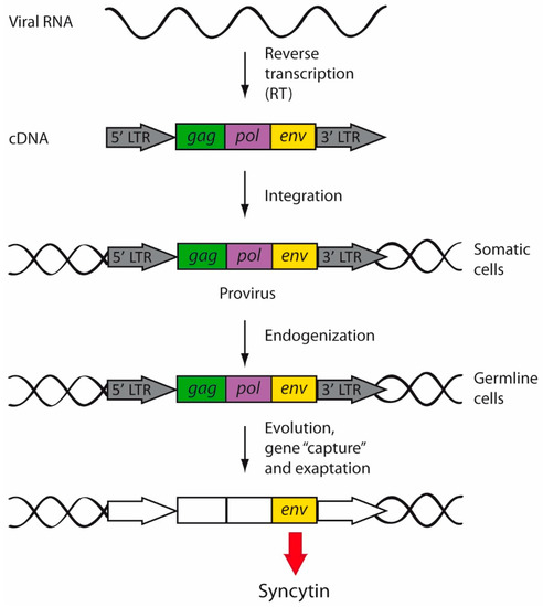 HSV-1 and Endogenous Retroviruses as Risk Factors in Demyelination