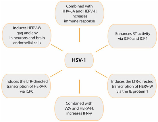 HSV-1 and Endogenous Retroviruses as Risk Factors in Demyelination