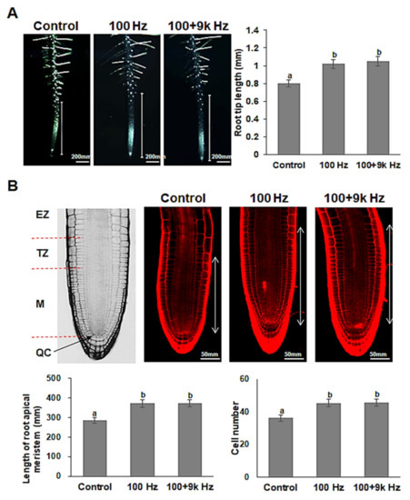Sound Waves Promote Arabidopsis thaliana Root Growth by Regulating Root ...