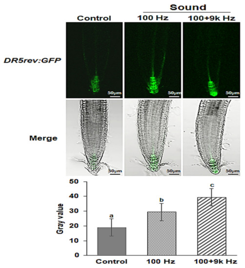 Sound Waves Promote Arabidopsis thaliana Root Growth by Regulating Root ...