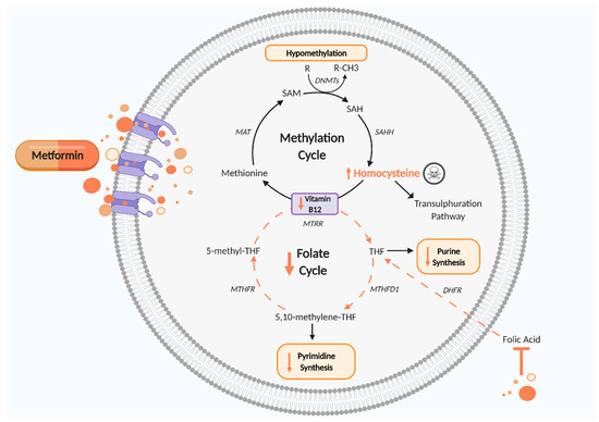 IJMS | Free Full-Text | Interaction between Metformin, Folate and ...