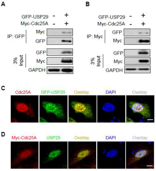 Ubiquitin-Specific Protease 29 Regulates Cdc25A-Mediated Tumorigenesis