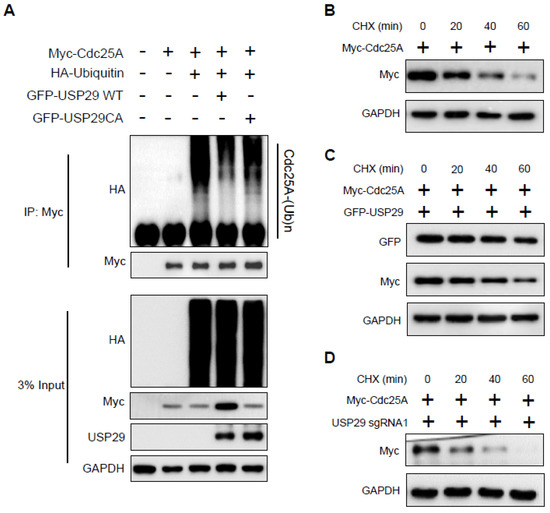 Ubiquitin-Specific Protease 29 Regulates Cdc25A-Mediated Tumorigenesis