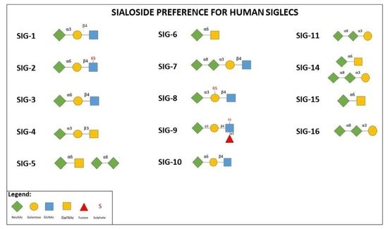IJMS | Free Full-Text | Sialic Acid-Siglec Axis in Human Immune ...