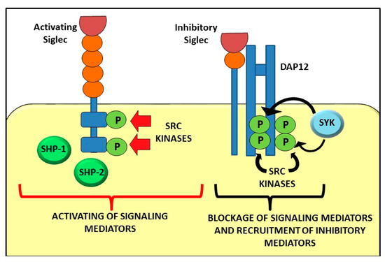 Sialic Acid-Siglec Axis in Human Immune Regulation, Involvement in ...