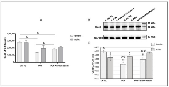 IJMS | Special Issue : Therapeutic Potential of Targeting Connexins in ...