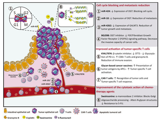 The Role of Glycosyltransferases in Colorectal Cancer