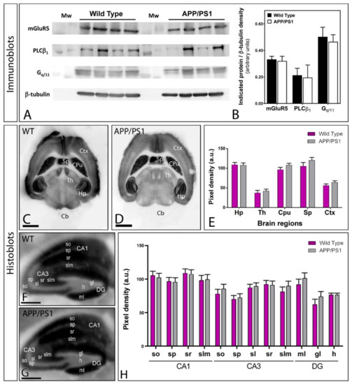 IJMS | Free Full-Text | The Density of Group I mGlu5 Receptors Is ...