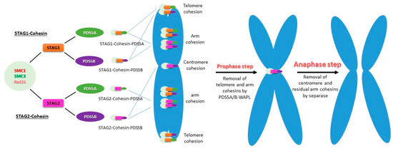 PDS5A and PDS5B in Cohesin Function and Human Disease