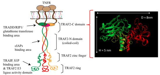 The Odd Faces of Oligomers: The Case of TRAF2-C, A Trimeric C-Terminal ...