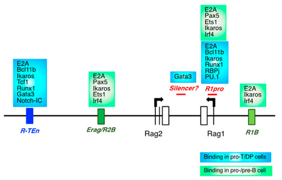 The Evolution of Rag Gene Enhancers and Transcription Factor E and Id ...