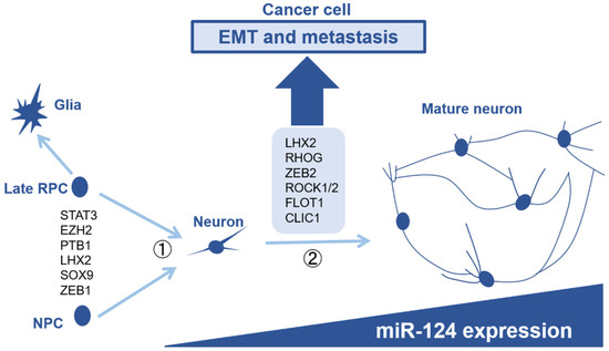 Tumor Suppressive Effects of miR-124 and Its Function in Neuronal ...
