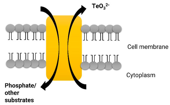 Tellurium: A Rare Element with Influence on Prokaryotic and Eukaryotic ...
