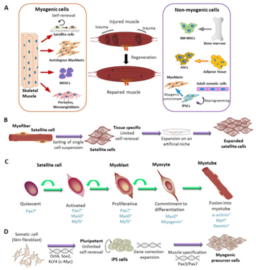 Current Strategies for the Regeneration of Skeletal Muscle Tissue