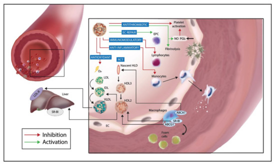Multifaced Roles of HDL in Sepsis and SARS-CoV-2 Infection: Renal ...