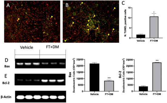 IJMS | Free Full-Text | Regulation of Inflammatory and Proliferative ...