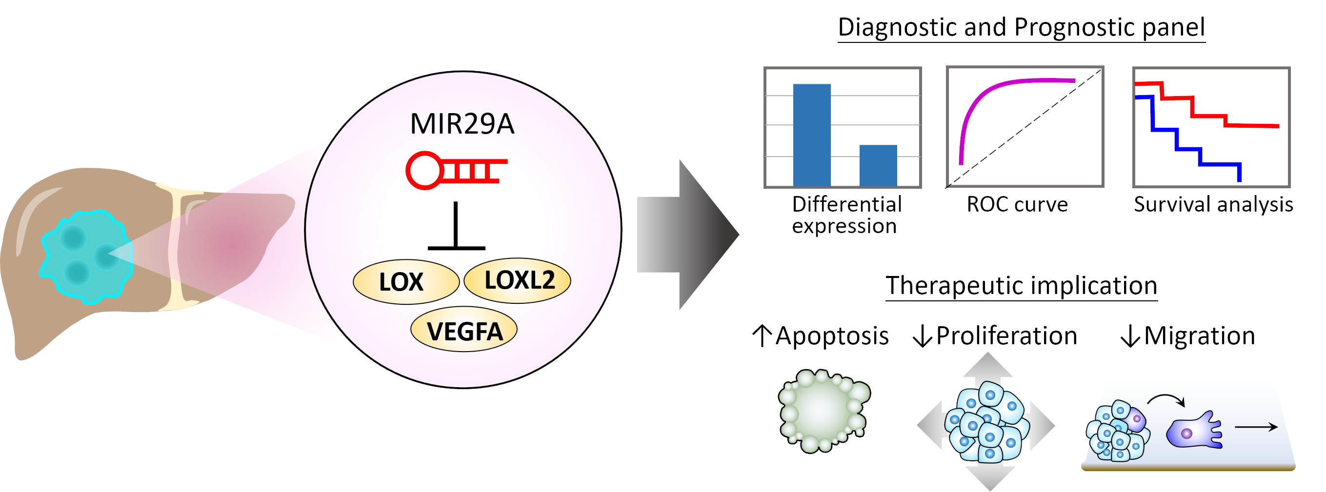 IJMS | Free Full-Text | MIR29A Impedes Metastatic Behaviors in Hepatocellular Carcinoma via ...