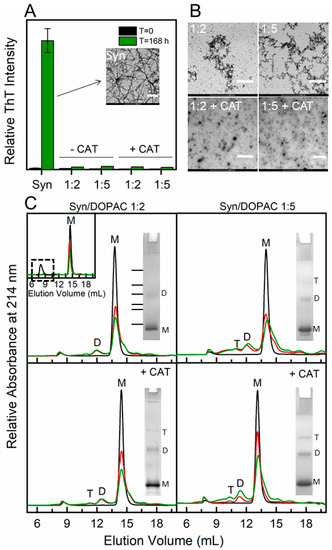 Structural Features and Toxicity of α-Synuclein Oligomers Grown in the ...