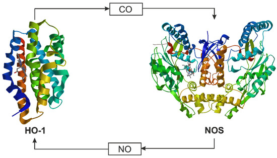 Carbon Monoxide and Nitric Oxide as Examples of the Youngest Class of ...