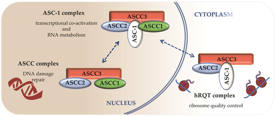 Inherited Defects of the ASC-1 Complex in Congenital Neuromuscular Diseases