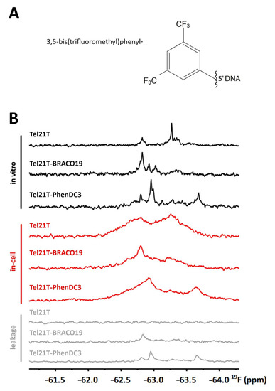 Towards Profiling of the G-Quadruplex Targeting Drugs in the Living ...