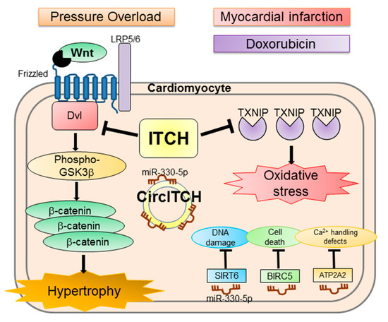 The Role of HECT-Type E3 Ligase in the Development of Cardiac Disease