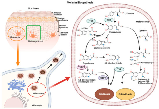 microRNAs in the Regulation of Melanogenesis
