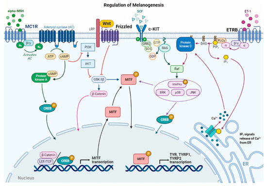microRNAs in the Regulation of Melanogenesis