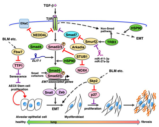 Molecular Pathogenesis of Pulmonary Fibrosis, with Focus on Pathways ...