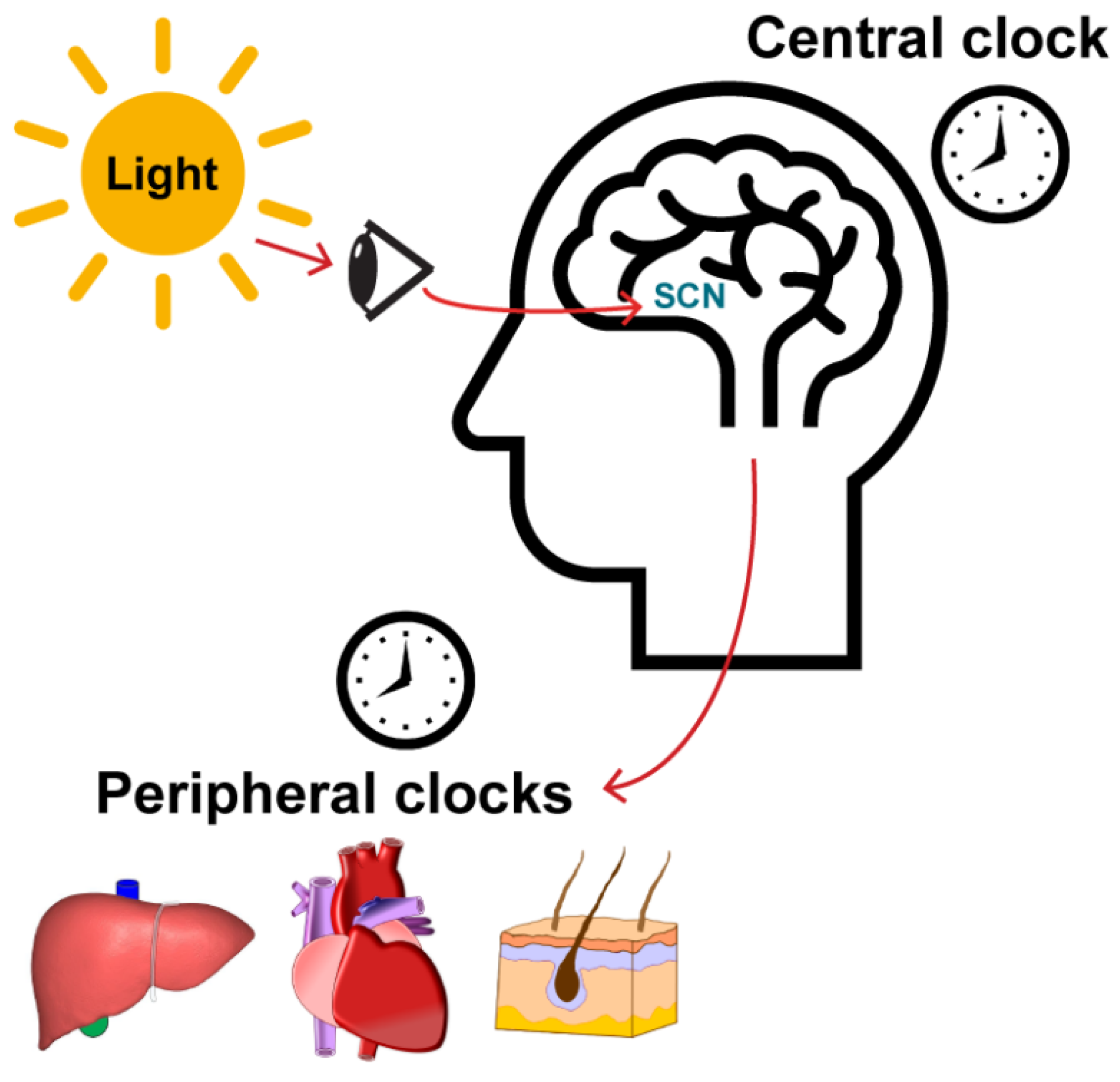 Alarm Clock Circadian Rhythm at Leanne Dumas blog Alarm Clock Circadian Rhythm at Leanne Dumas blog