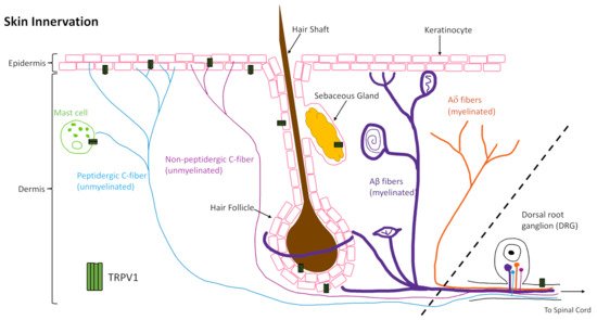 TRPV1: Role in Skin and Skin Diseases and Potential Target for ...