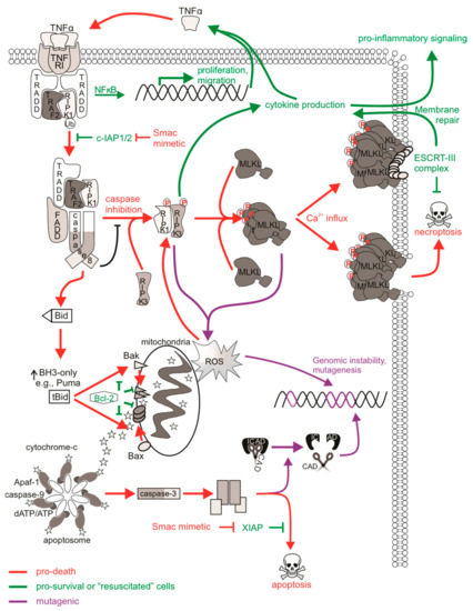 Mutagenic Consequences of Sublethal Cell Death Signaling