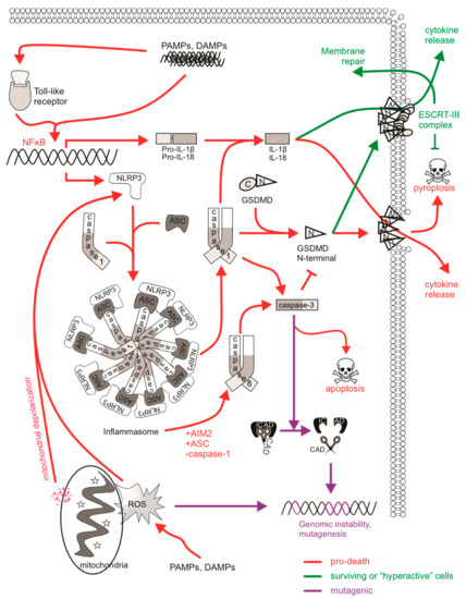 Mutagenic Consequences of Sublethal Cell Death Signaling