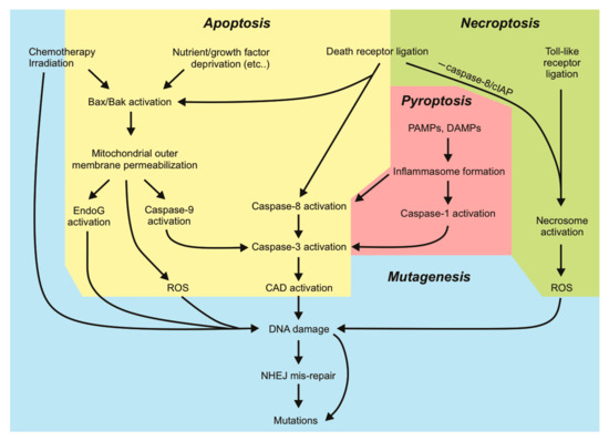 Mutagenic Consequences of Sublethal Cell Death Signaling
