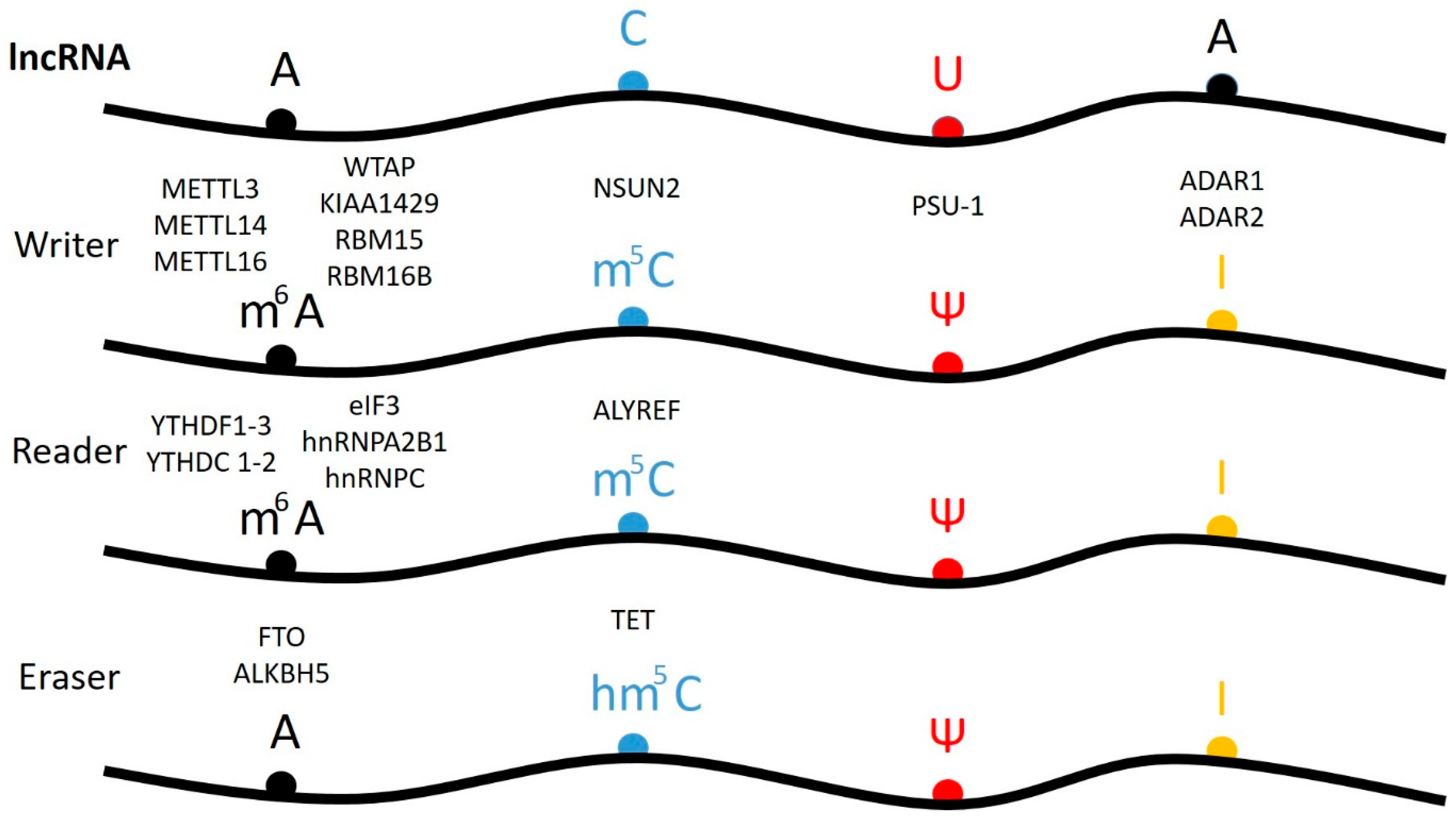Long Non-Coding RNA Epigenetics
