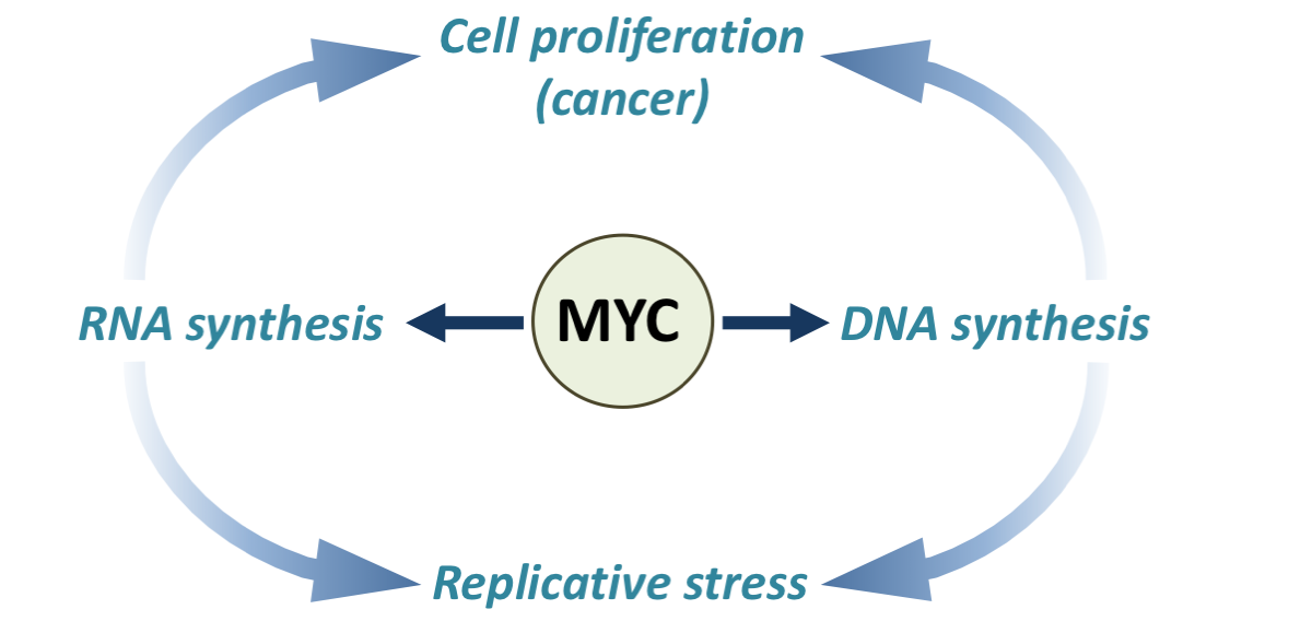IJMS | Free Full-Text | MYC-Induced Replicative Stress: A Double-Edged ...