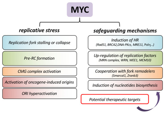 MYC-Induced Replicative Stress: A Double-Edged Sword for Cancer ...