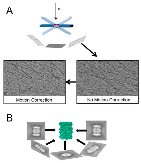 Coming of Age: Cryo-Electron Tomography as a Versatile Tool to Generate ...