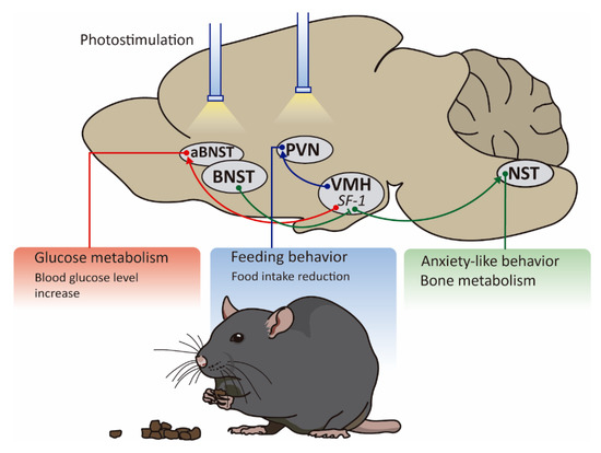 New Insights of SF1 Neurons in Hypothalamic Regulation of Obesity and ...
